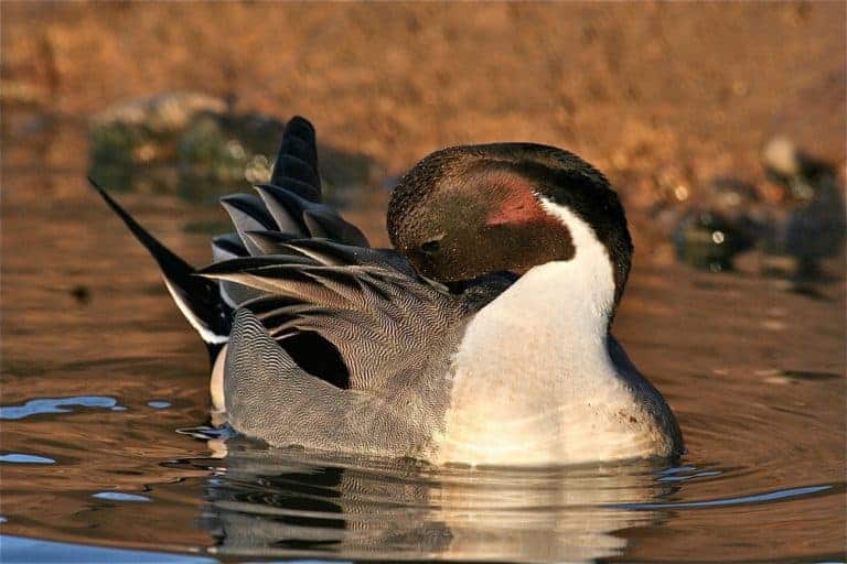 Northern Pintail - British Waterfowl Association