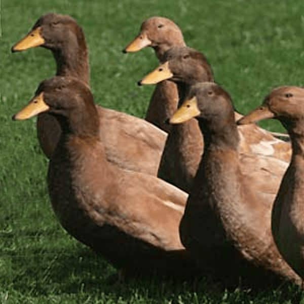 Orpington - British Waterfowl Association