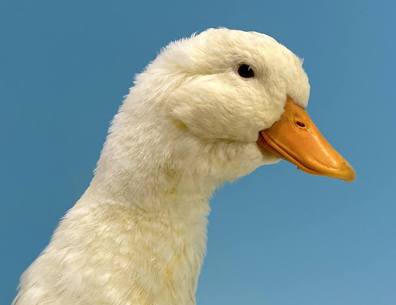 Pekin - British Waterfowl Association