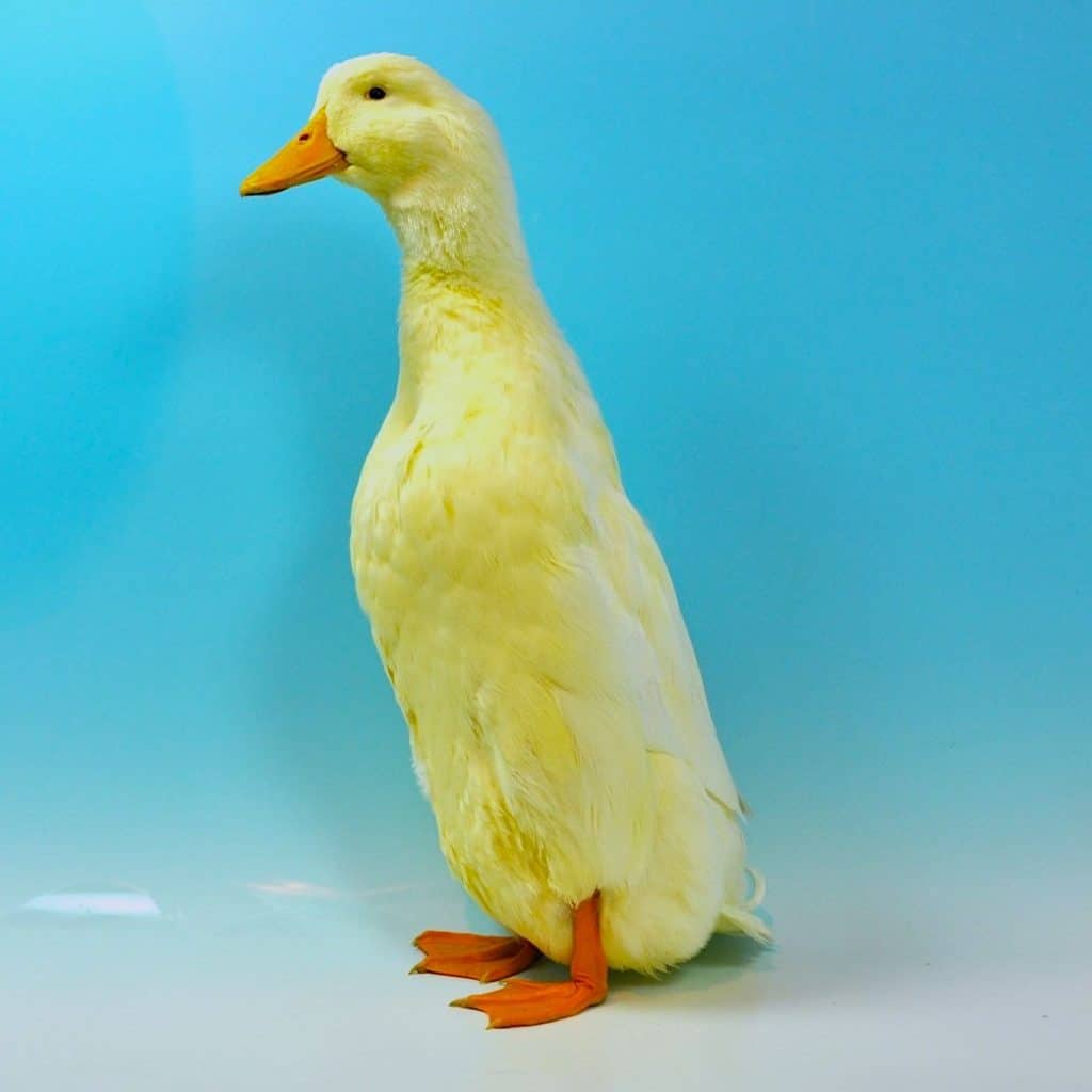 Heavy Ducks - British Waterfowl Association