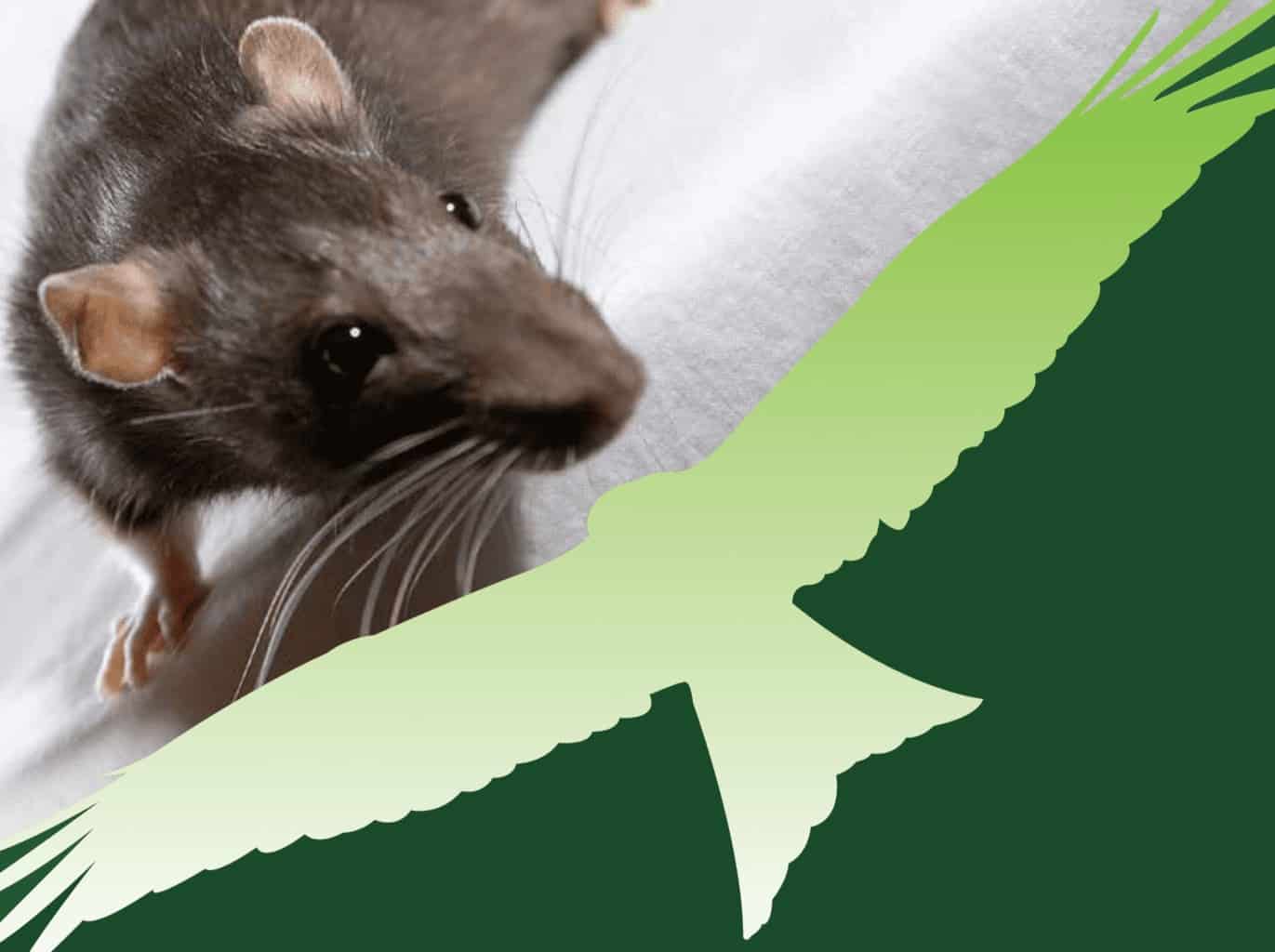 Predator Control - British Waterfowl Association