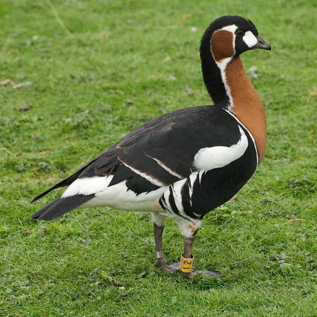 Waterfowl R to V - British Waterfowl Association