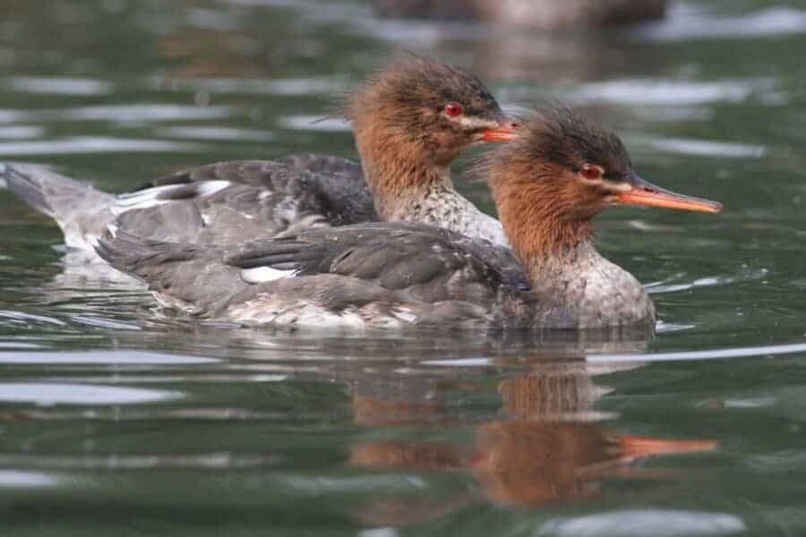Red-breasted Merganser - British Waterfowl Association