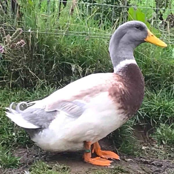 Waterfowl R to V - British Waterfowl Association