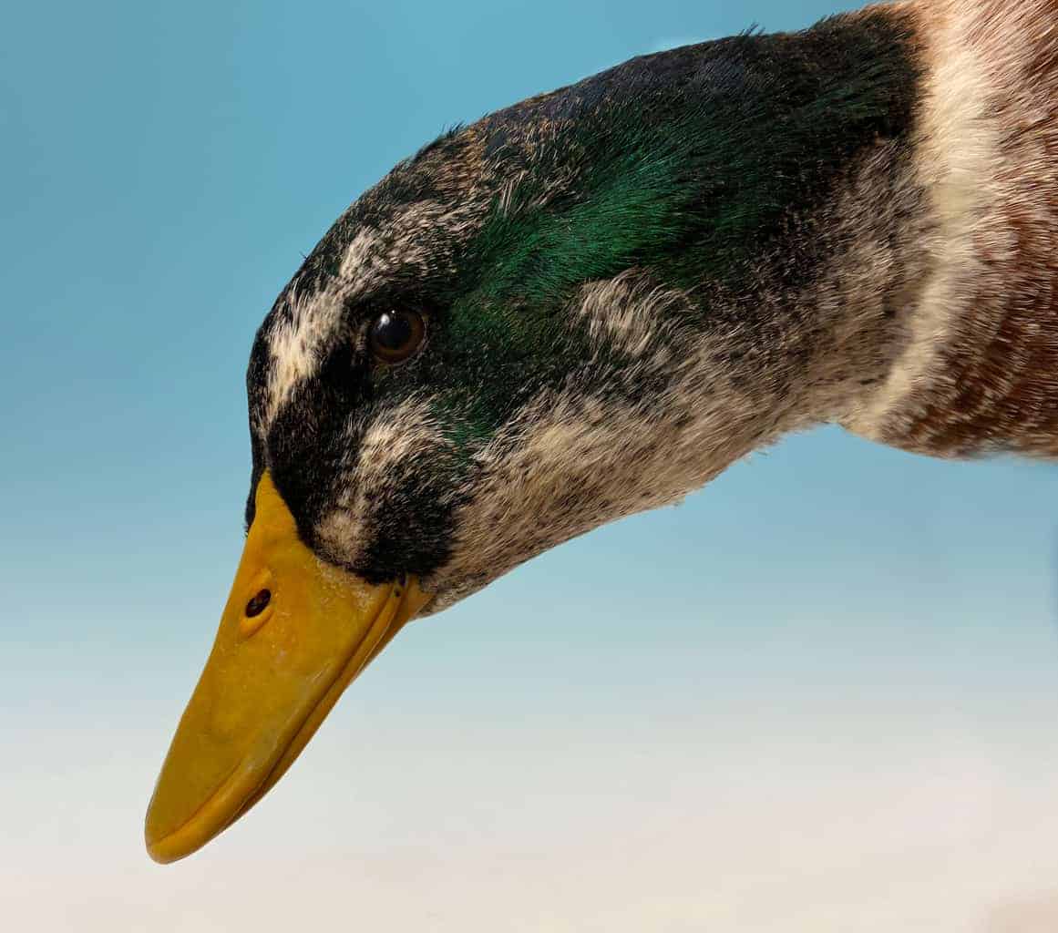 Silver Appleyard - British Waterfowl Association