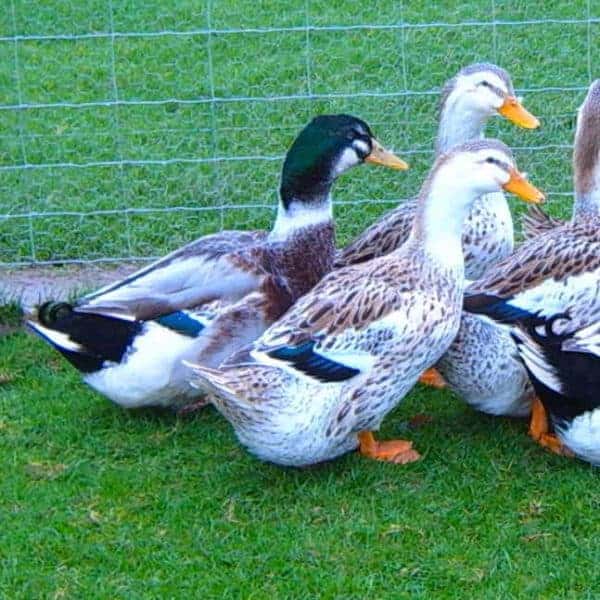 Heavy Ducks - British Waterfowl Association