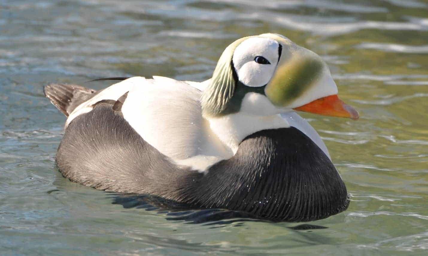 Spectacled Eider - British Waterfowl Association