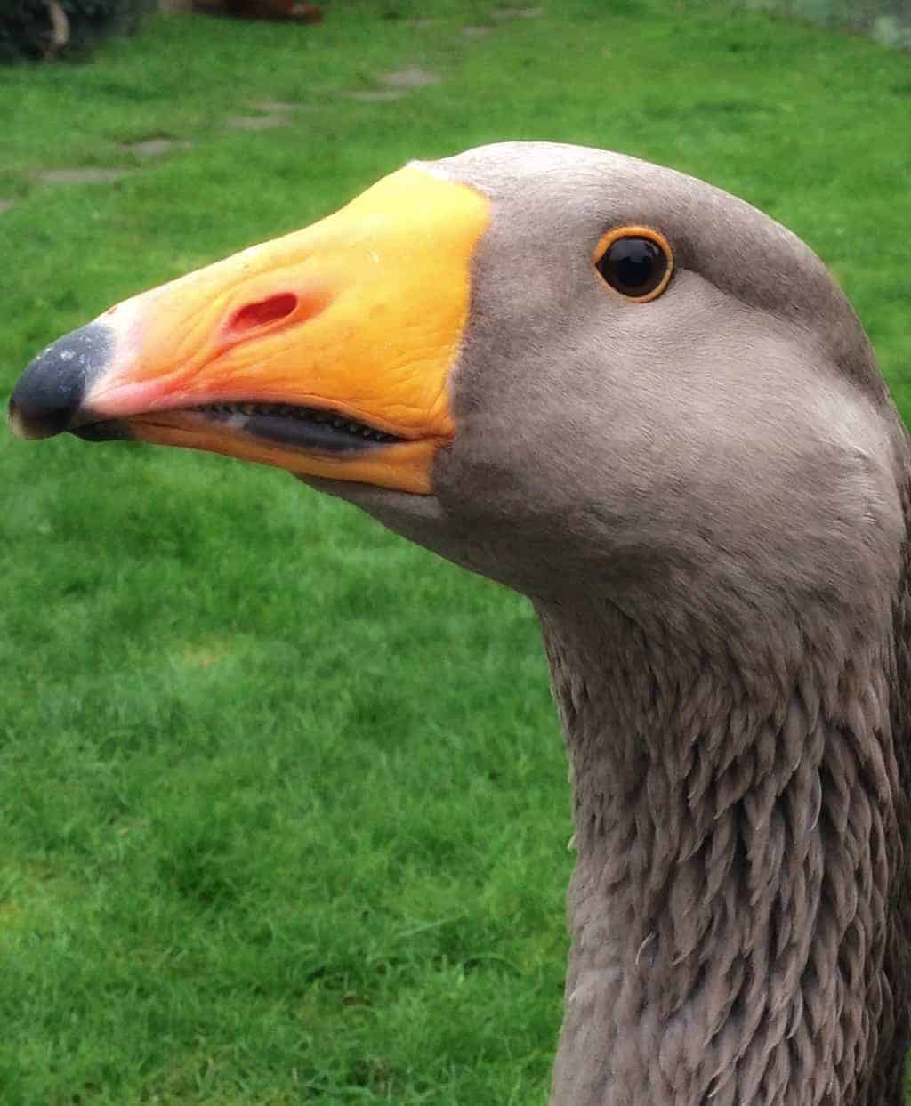 Steinbacher Goose - British Waterfowl Association