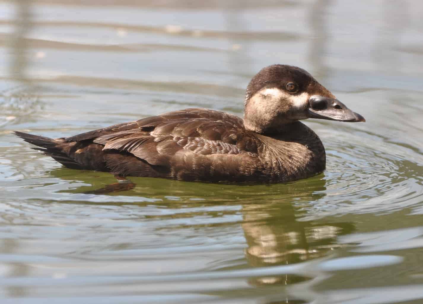 Surf Scoter - British Waterfowl Association