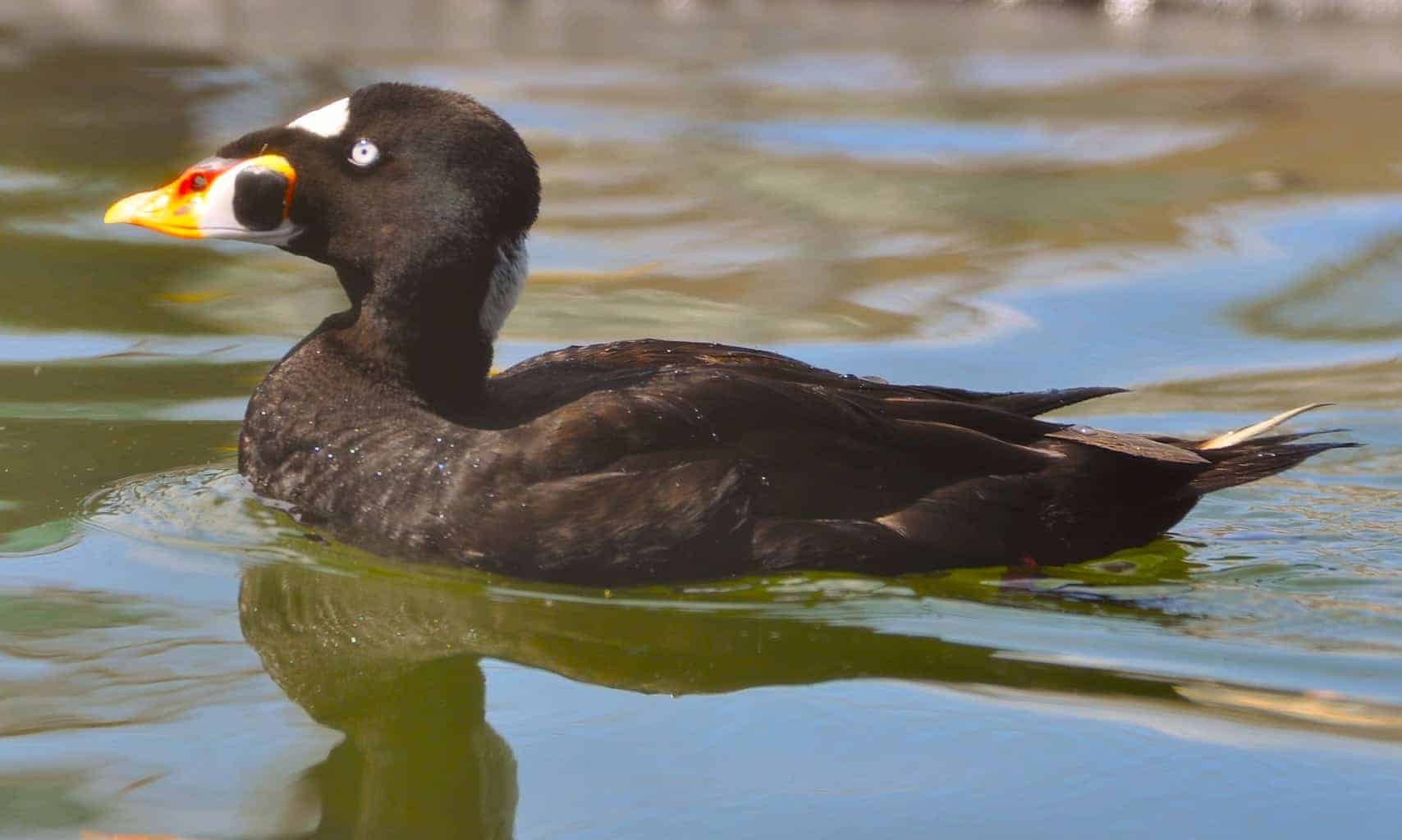 Surf Scoter - British Waterfowl Association