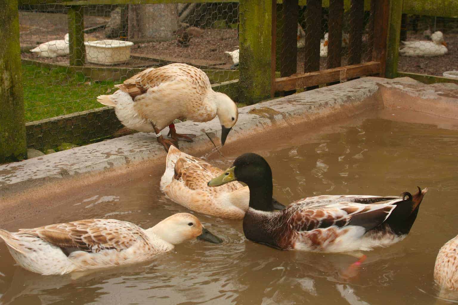 Fencing - British Waterfowl Association