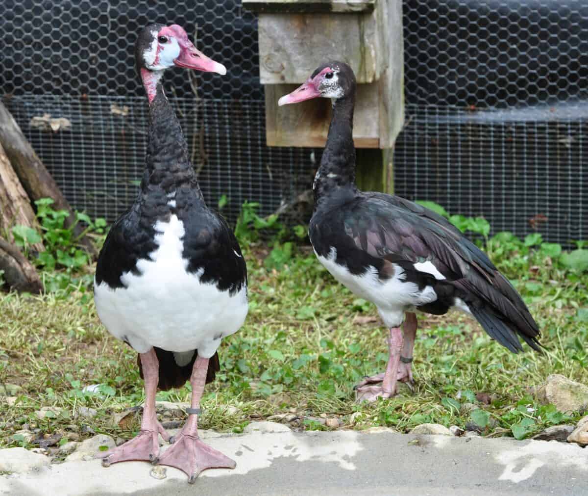 Spur-winged Goose - British Waterfowl Association