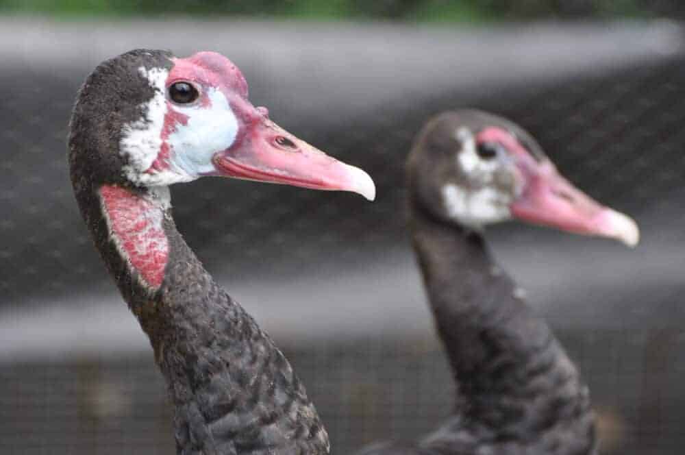 Spur-winged Goose - British Waterfowl Association