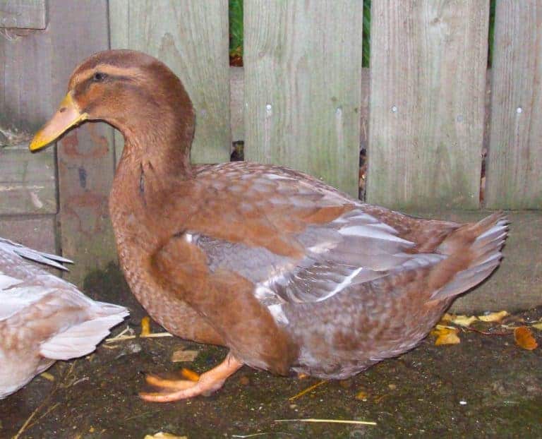 Rouen - British Waterfowl Association