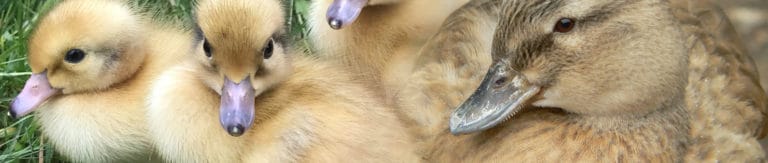 Domestic Waterfowl - British Waterfowl Association