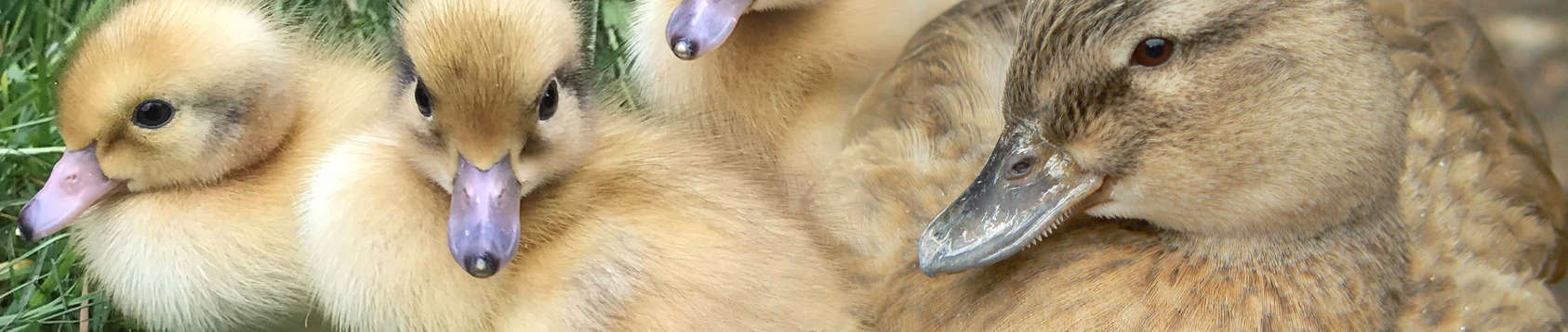 Domestic Waterfowl - British Waterfowl Association