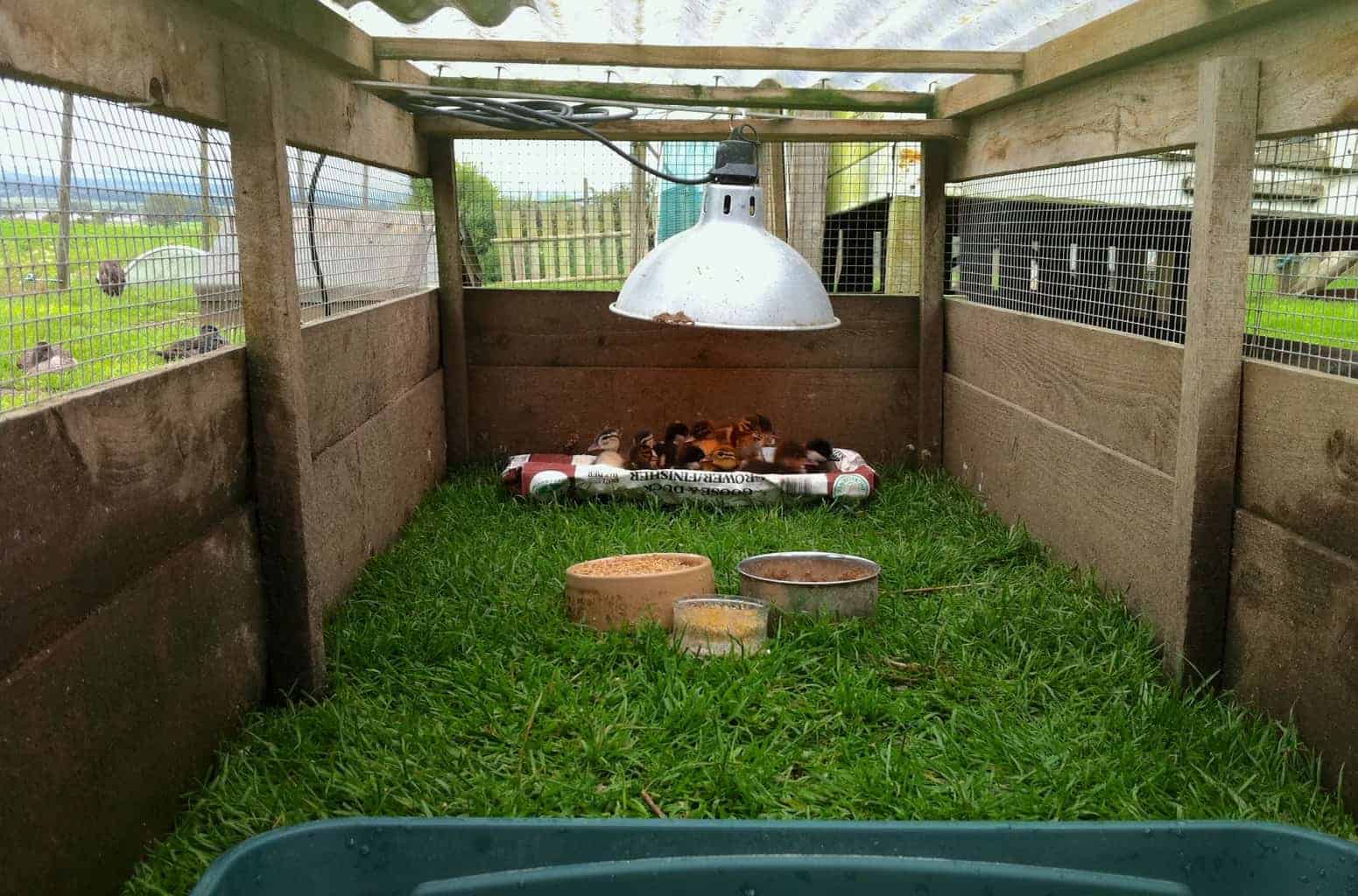 Raising Waterfowl - British Waterfowl Association