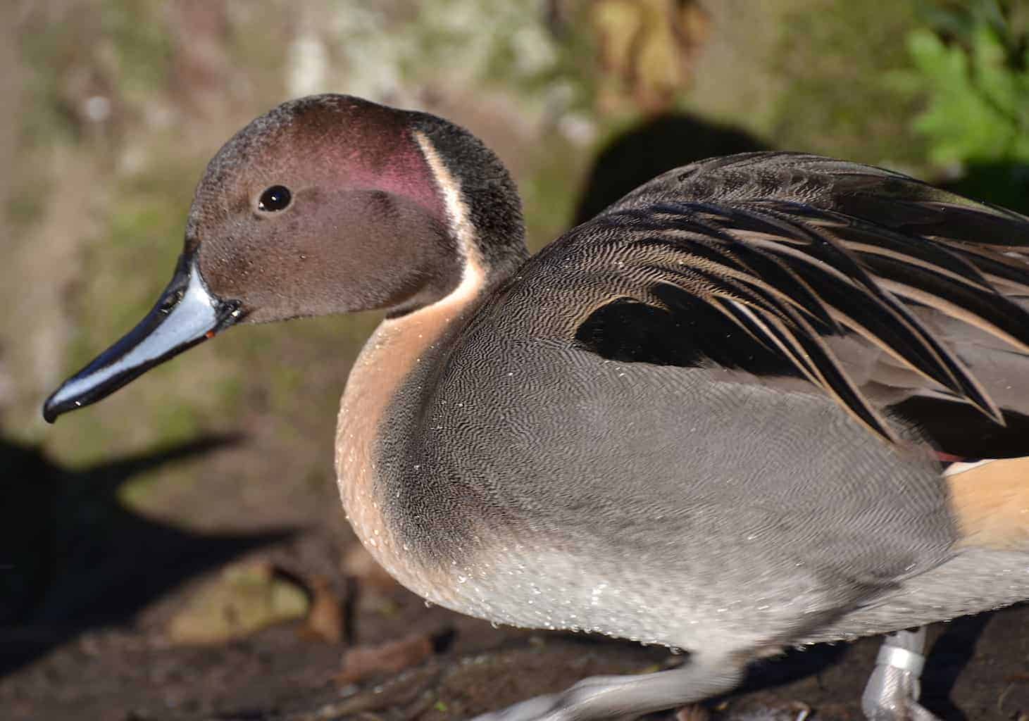 Northern Pintail - British Waterfowl Association