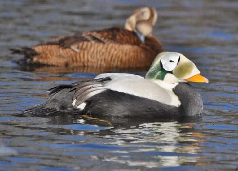 Spectacled Eider - British Waterfowl Association