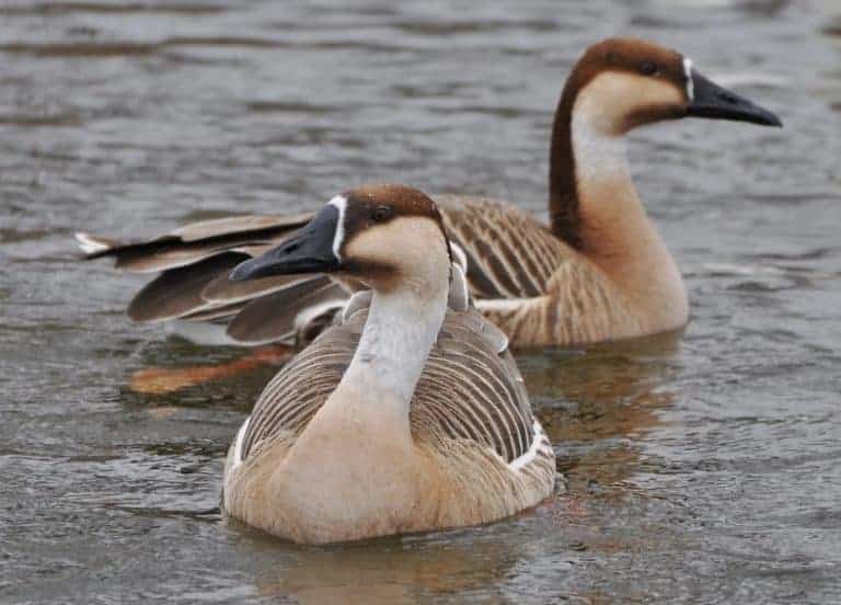 Swan Goose - British Waterfowl Association