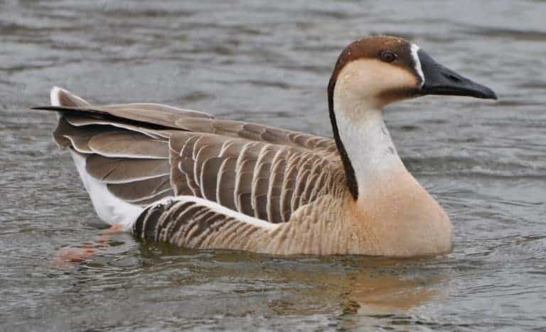 Swan Goose - British Waterfowl Association