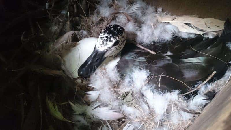 American Comb Duck - British Waterfowl Association