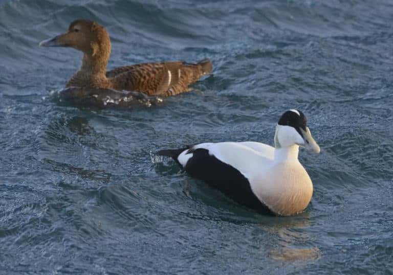 Common Eider - British Waterfowl Association