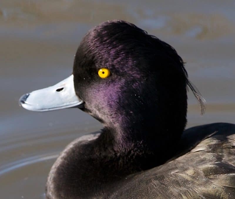 Tufted Duck - British Waterfowl Association