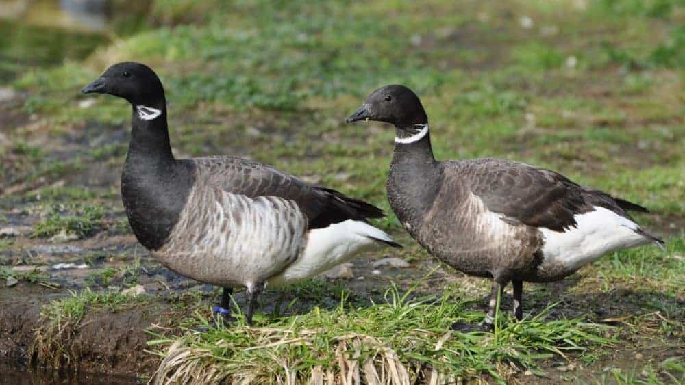Brant Goose - British Waterfowl Association