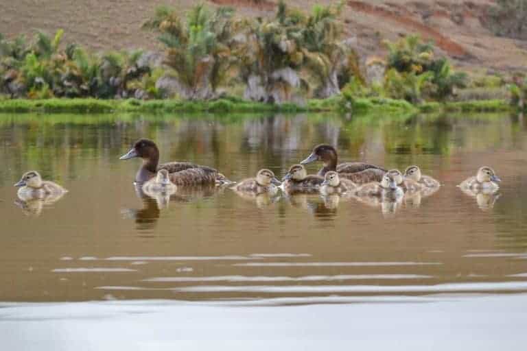 Madagascan Pochard - British Waterfowl Association
