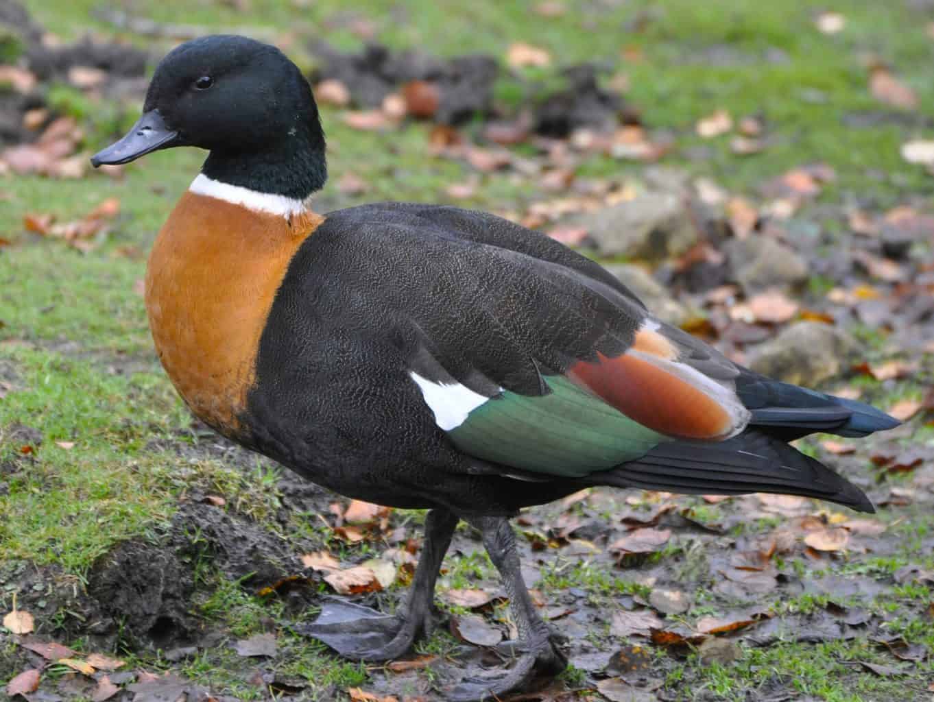 Australian Shelduck - British Waterfowl Association