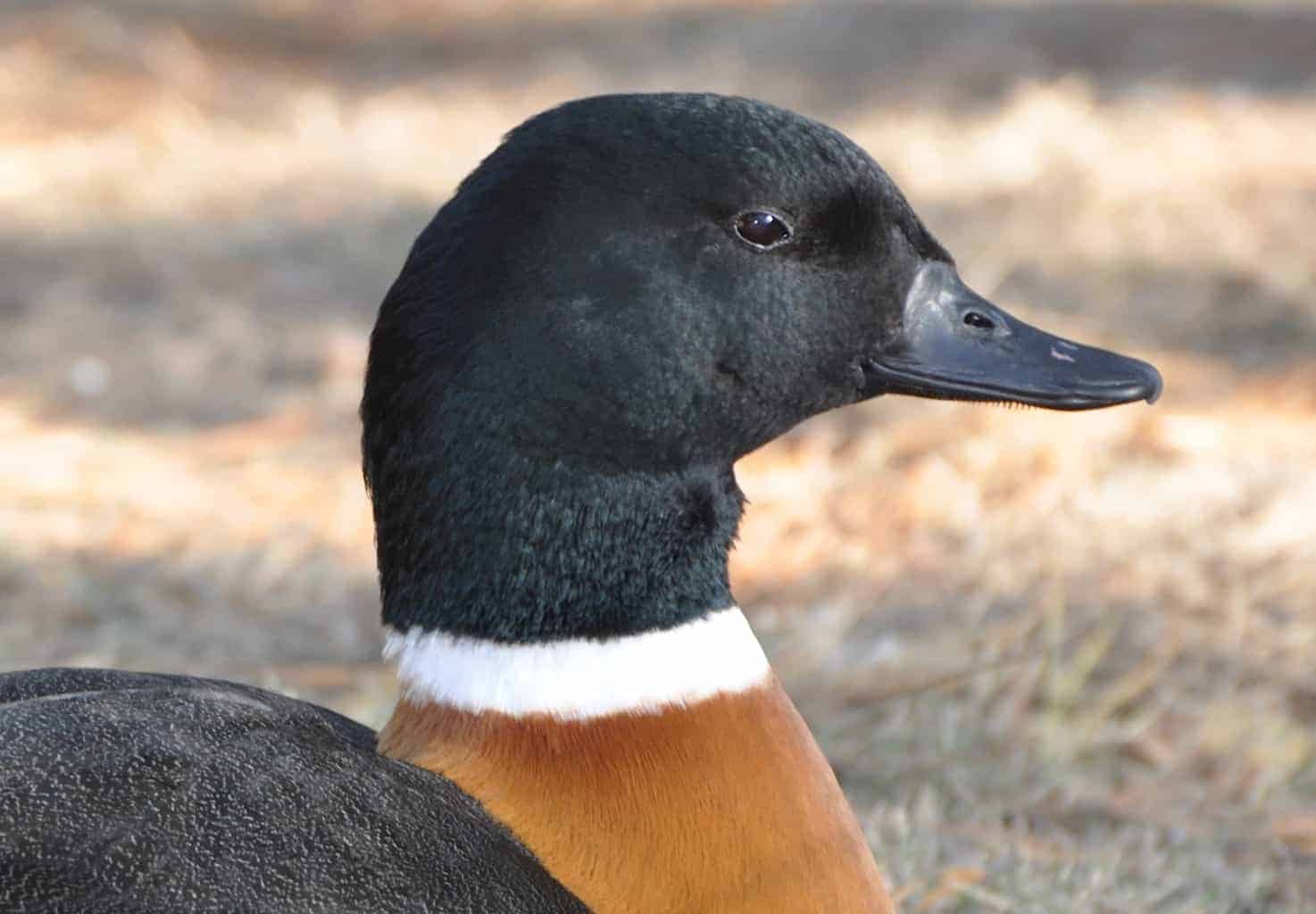 Australian Shelduck - British Waterfowl Association