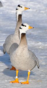 Bar-headed Goose - British Waterfowl Association