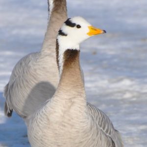 Waterfowl A to F - British Waterfowl Association