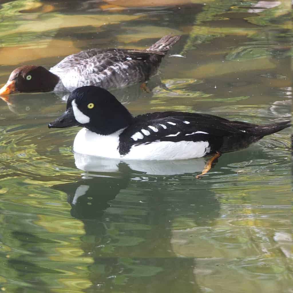 Waterfowl A to F - British Waterfowl Association
