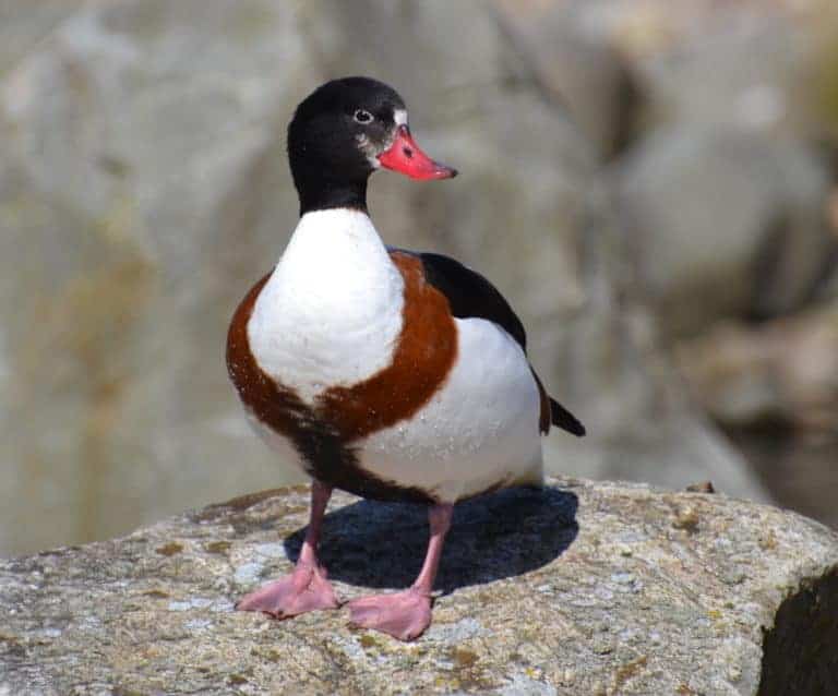 Common Shelduck - British Waterfowl Association