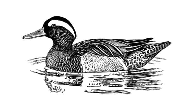 Garganey - British Waterfowl Association