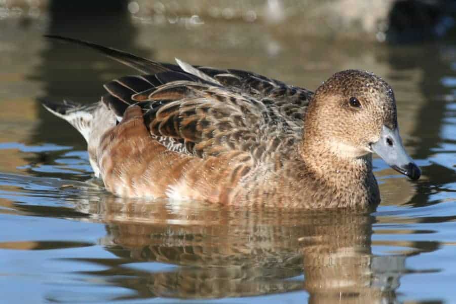 Eurasian Wigeon - British Waterfowl Association