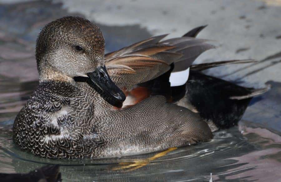 Gadwall - British Waterfowl Association