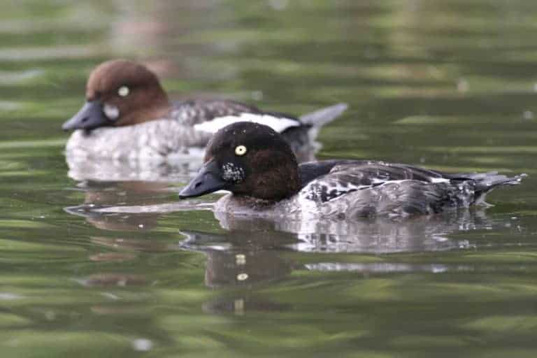 Common Goldeneye - British Waterfowl Association
