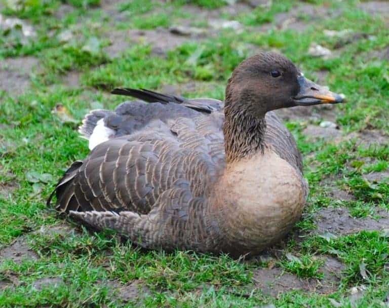 Bean Geese - British Waterfowl Association