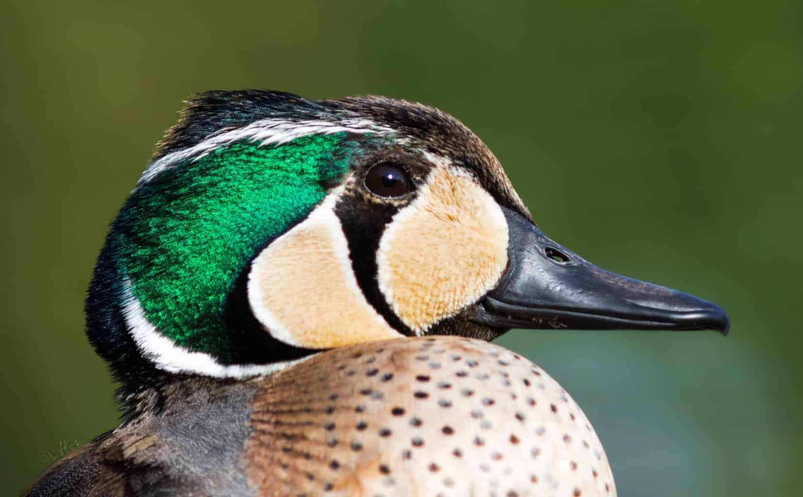 Baikal Teal - British Waterfowl Association