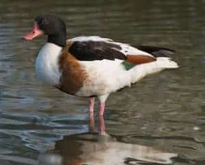 Common Shelduck - British Waterfowl Association