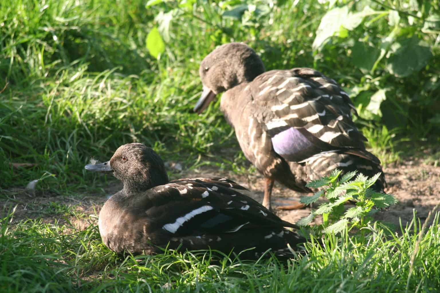 African Black Duck - British Waterfowl Association