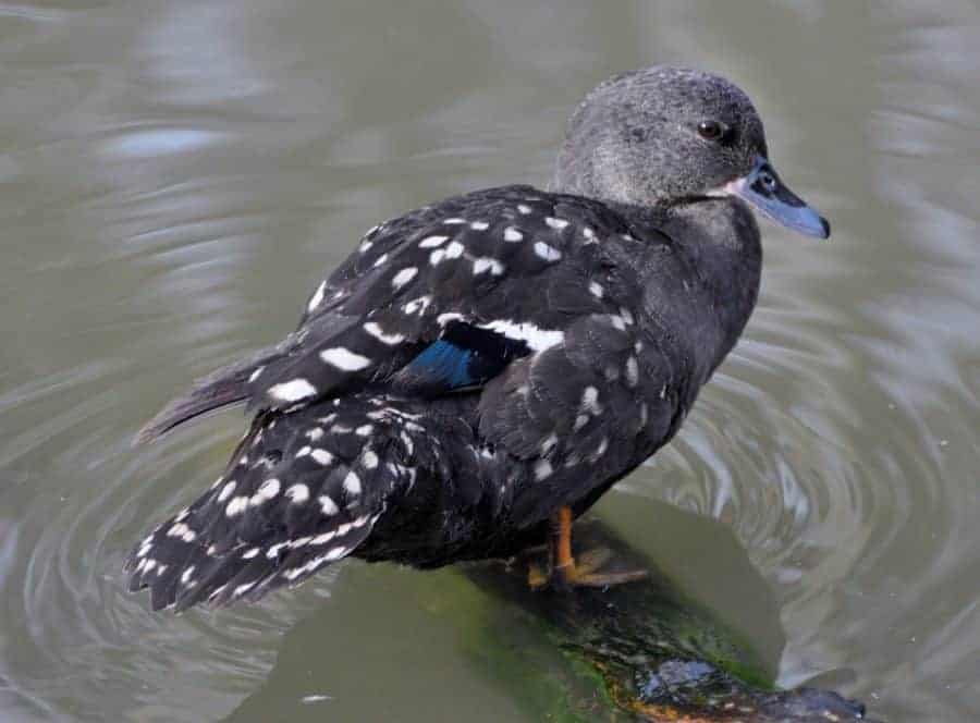 African Black Duck - British Waterfowl Association