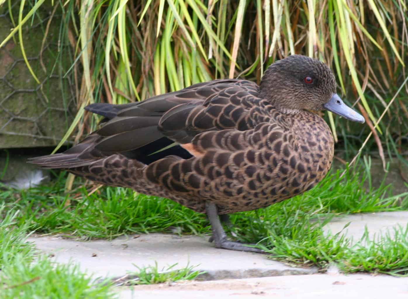 Chestnut Teal - British Waterfowl Association