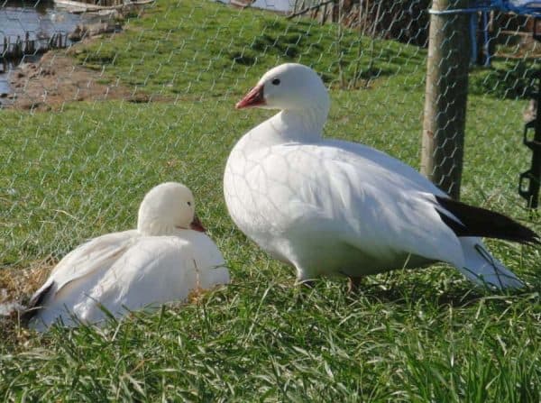 Ross's Goose - British Waterfowl Association