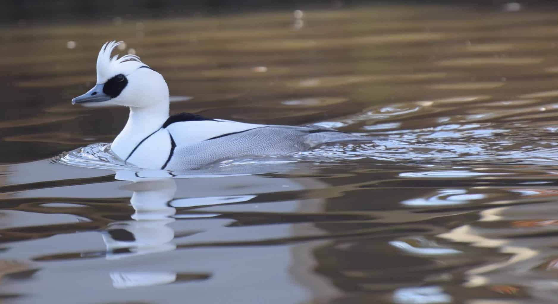 Smew - British Waterfowl Association
