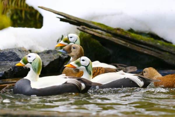 Spectacled Eider - British Waterfowl Association