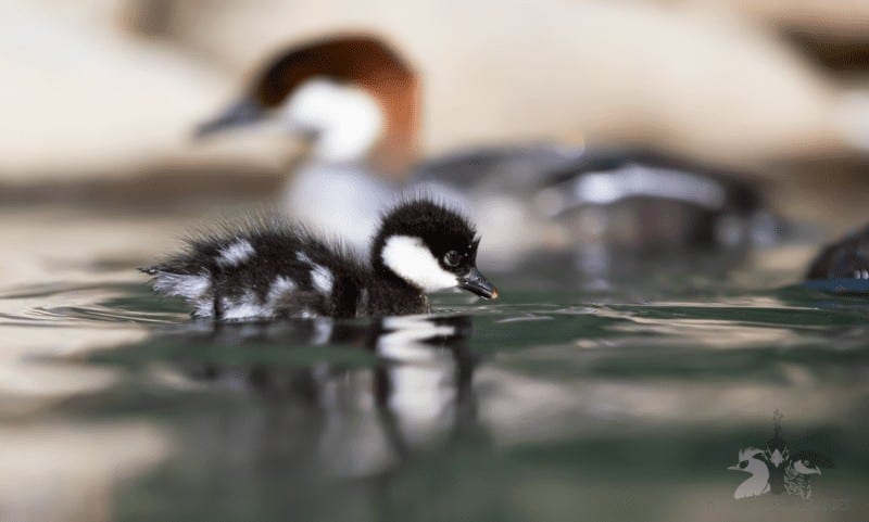 Smew - British Waterfowl Association